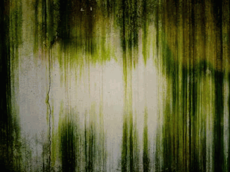 What Causes Render To Go Green? - www.washyourwalls.uk